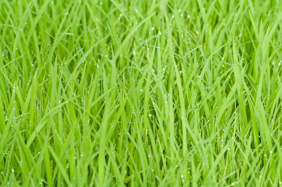 Kaj je travna ruša, kako jo polagati in kako pripraviti zemljo?